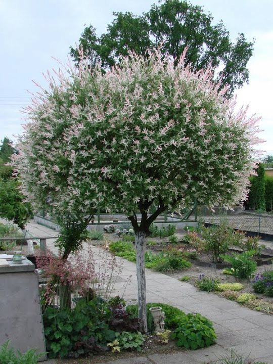 Wierzba japońska HAKURO NISHIKI na pniu